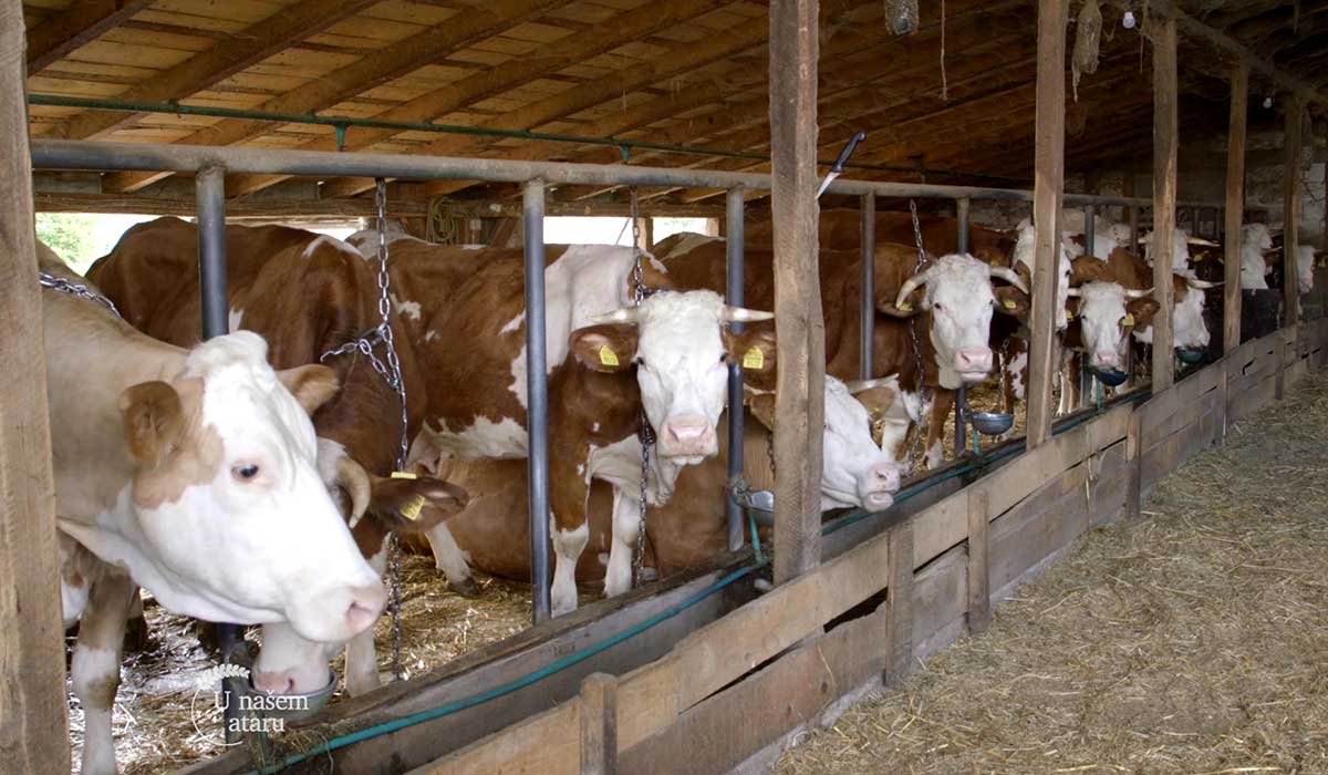 Stočar iz okoline Čačka poginuo od strujnog udara prilikom muže krava ...