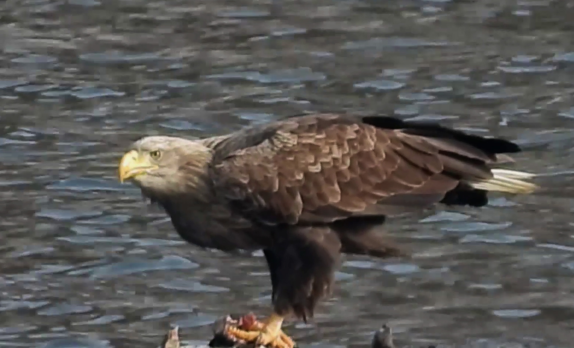 Orao belorepan u Ovčarsko-kablarskoj klisuri - Morava Info