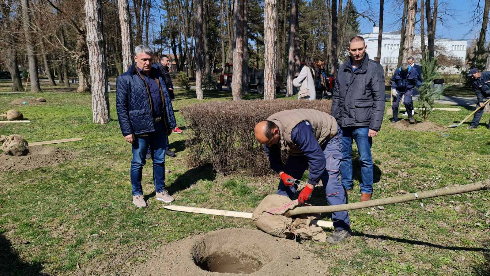 U gradskom parku zasađeno 50 sadnica drveća - Morava Info