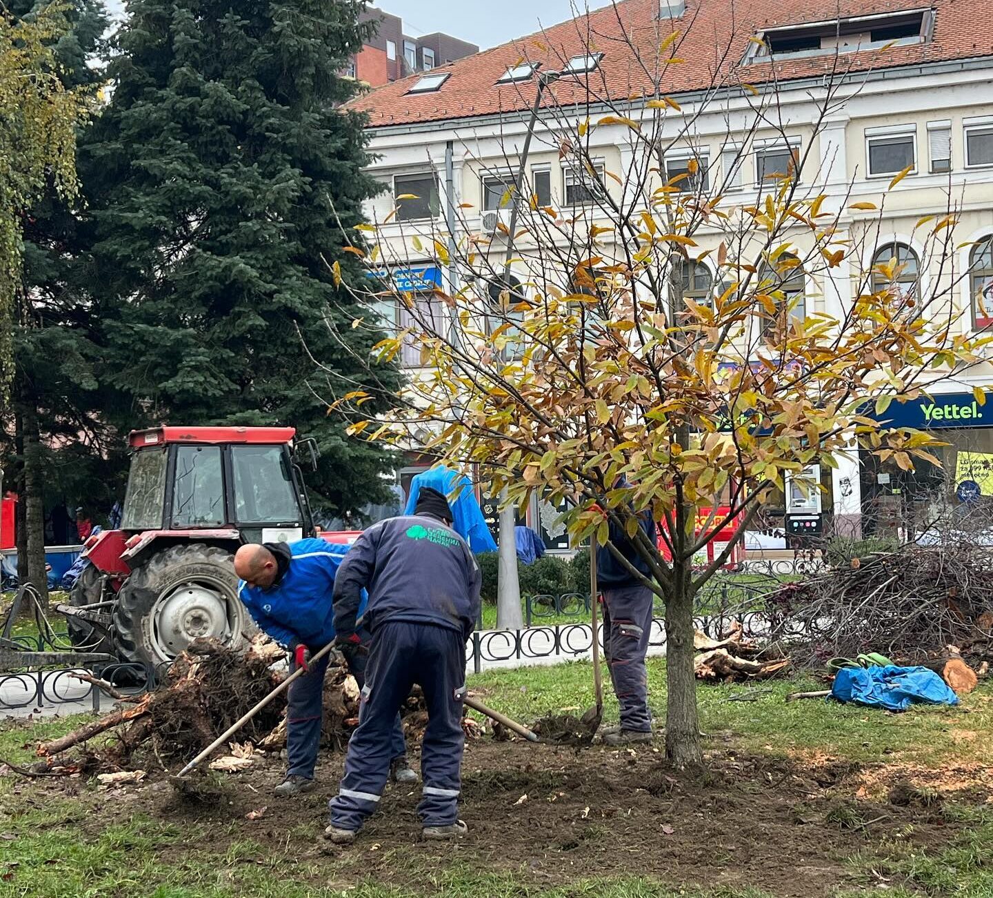 U Čačku prošle godine posađeno 1.013 novih stabala drveća, evo koje su ...